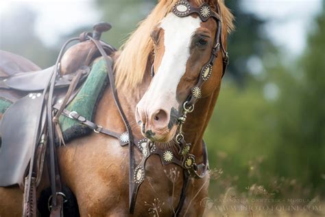 Beautiful Horse Imgur