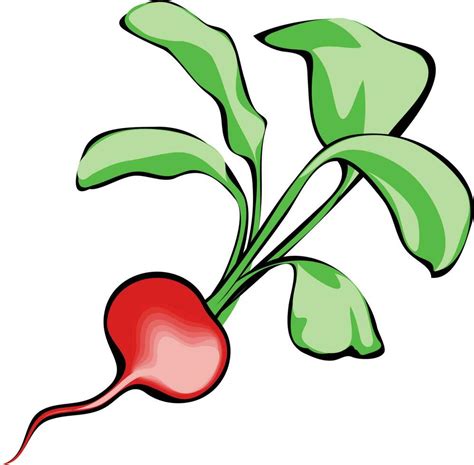 Radish Illustration Vector 23263527 Vector Art At Vecteezy