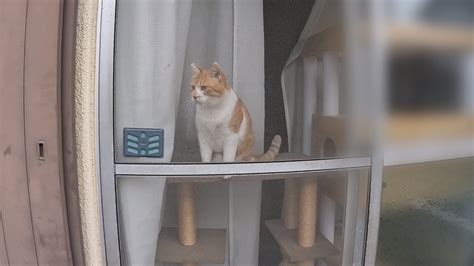 動画散歩中大好きなおっちゃんと会った時と苦手な人とでは態度が全く違う猫観てくれてありがとう元野良猫チャチャとR me