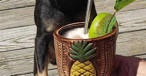 Daisy Is Rather Curious What Polynesian Cocktail I Just Whipped Up