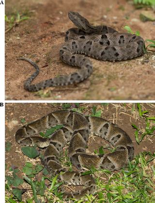 From Birth To Adulthood An Analysis Of The Brazilian Lancehead