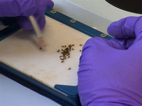 Drosophila Adult Olfactory Shock Learning