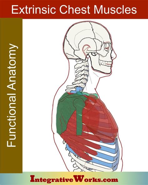 Pectoralis Major Functional Anatomy Integrative Works