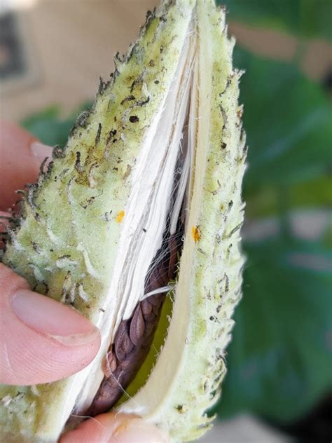How To Harvest And Save Seeds From Common Milkweed Pods