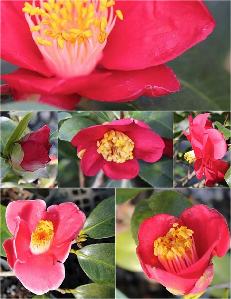 [95 ] Full Grown Dwarf Camellia Télécharger Unique Photopng