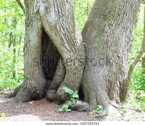 Weird Conjoined Twin Tree Trunks Stock Photo 1407393761 Shutterstock