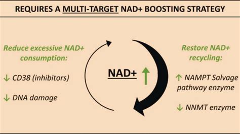 Anti Aging Pills Based On Mitochondrial Rejuvenation Nutsel
