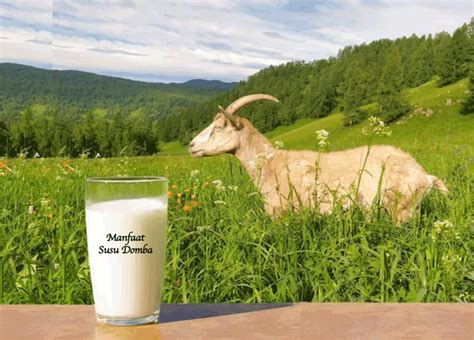 7 Manfaat Susu Domba Untuk Kesehatan Bams