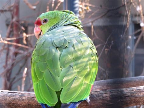 Premium Photo Amazon Parrot