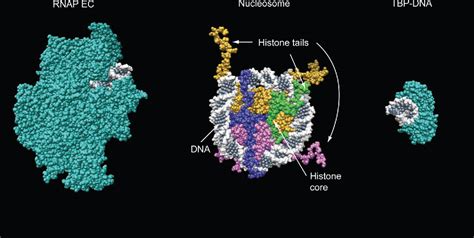 figure 1 from analysis of primary structure of chromatin with next