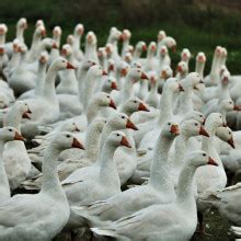 A Bird Flu Pandemic Hovering On The Horizon Podcasts Naked Scientists