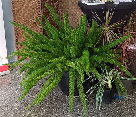 Live Plant Rental Ornamental Plant Cluster