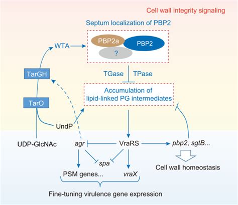Modulation Of Mrsa Virulence Gene Expression By The Wall Teichoic Acid Enzyme Taro Pmc