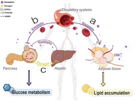 Peripheral Kisspeptin Regulation Of Glucose And Lipid Metabolism A