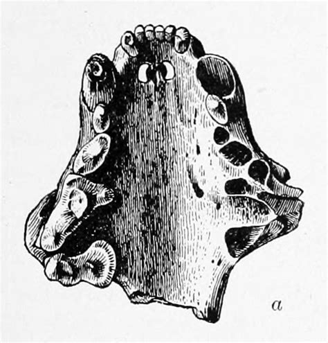 Neogale Macrodon Wikiwand
