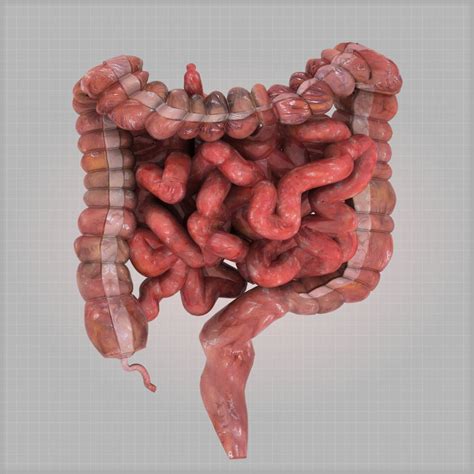 Maya Colon Large Intestine Small