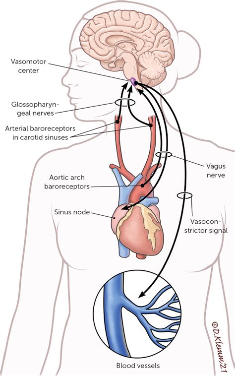 Orthostatic Hypotension Jacc State Of The Art Review 58 Off