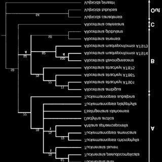 Bootstrap Majority Rule Consensus Tree Obtained As A Result Of Download Scientific Diagram