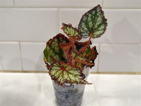 Begonias From Leaf Cutting John Boggan Flickr