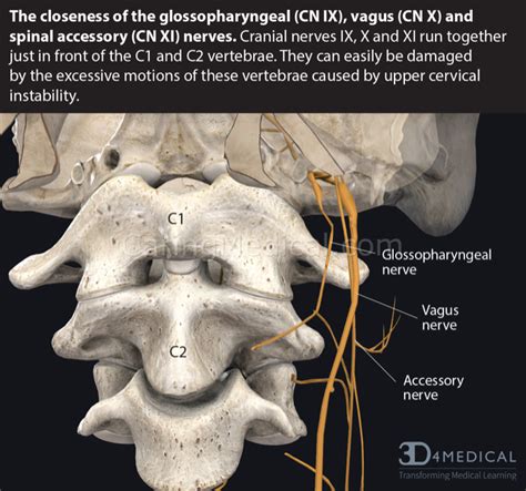 Multifidus Cervical