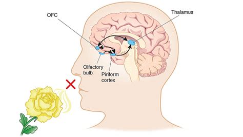 Making Sense Of Scents Smell And The Brain