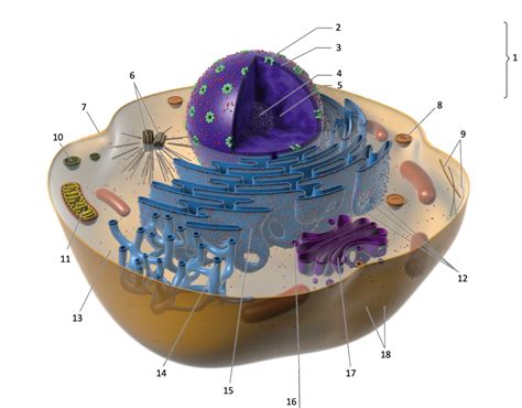 Eukaryotic Cell Diagram Quizlet