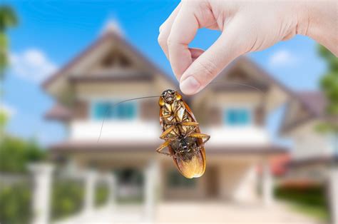 Brown Banded Cockroaches Are Considered The Furniture Cockroach