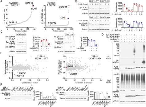 Figure 3 From DCAF11 Supports Targeted Protein Degradation By