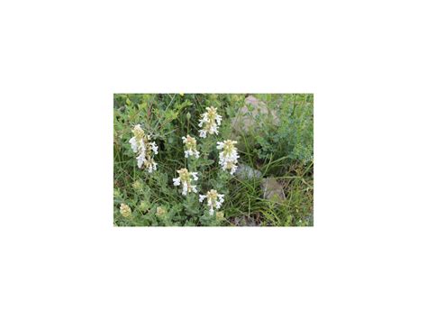 Dracocephalum Nodulosum Kg7552