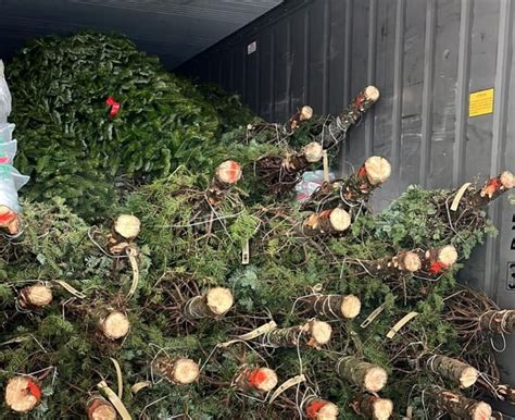 Etesa y MUPA recibirán arbolitos de Navidad naturales para