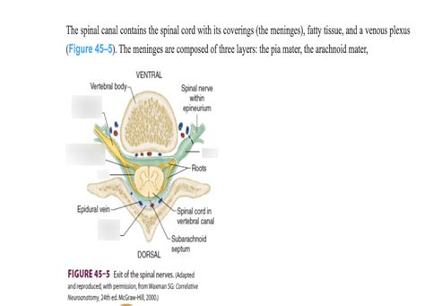 Neuraxial Anesthesia Diagram Quizlet