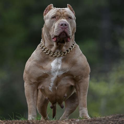 Xxl Biggest Pitbulls Bully Breeder Merle Puppies For Sale Extreem