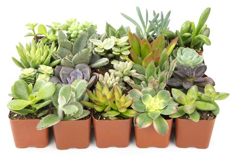 Types Of Succulents Digital Printable Succulent Identification Chart