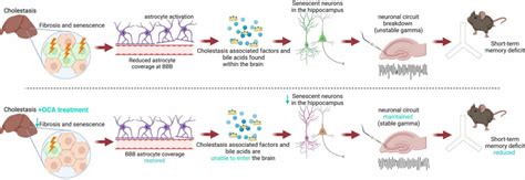 Novo Estudo Encontra Tratamento Promissor Para Déficits Cognitivos