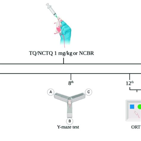 Scheme Of The Experimental Protocol Used To Assess The General Toxicity Download Scientific