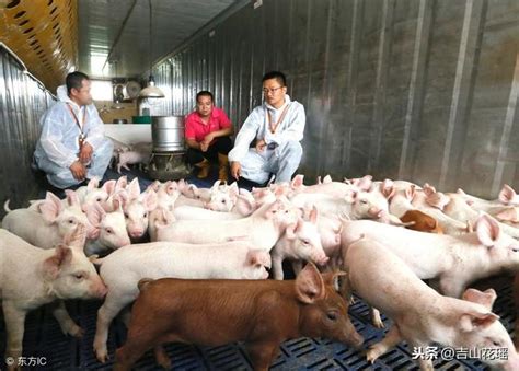 保育豬飼養管理技術探討 每日頭條