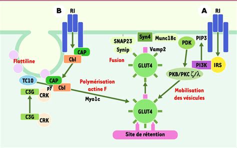 Activation par l insuline de l entrée du glucose dans les cellules