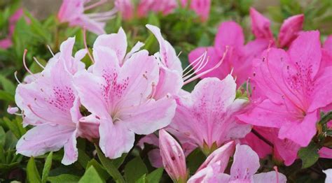 ツツジの花言葉｜色別や種類別、英語での意味などをご紹介｜🍀greensnap（グリーンスナップ）