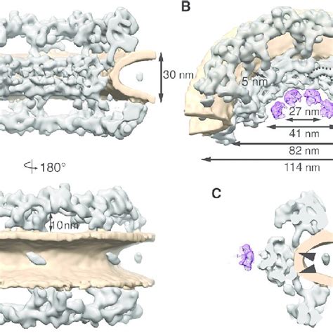 Cryo EM Structure Of The Human NPC At Nm Resolution Download Scientific Diagram