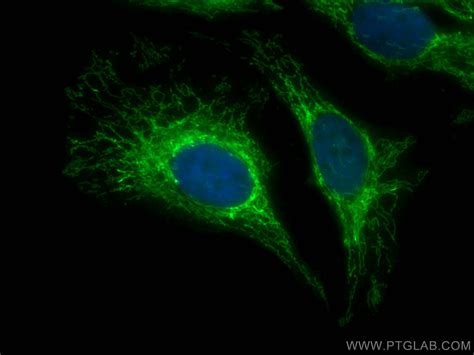 Pycr1 Antibody Cl488 66510 Proteintech