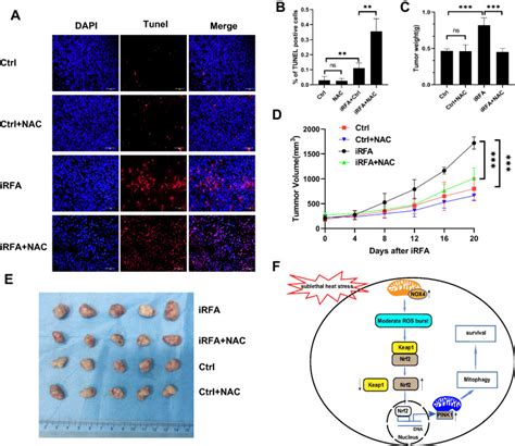 Mitochondrial Ros Driven By Nox4 Upregulation Promotes Hepatocellular