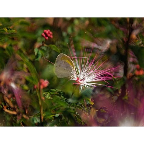 Natureza Em Harmonia Urbanarts