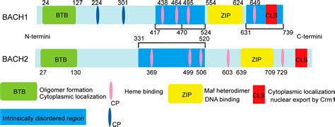 Frontiers Pathophysiological Role Of Bach Transcription Factors In