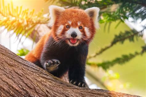 Rode Pandas Zijn Schattig En Iconisch En Staan Op Het Punt Van