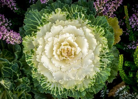 Cabbage Vegetables Ornamental Free Photo On Pixabay Pixabay