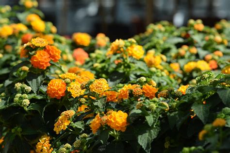 Wandelröschen Die Beliebte Balkonblume Pflanzencenter Keller