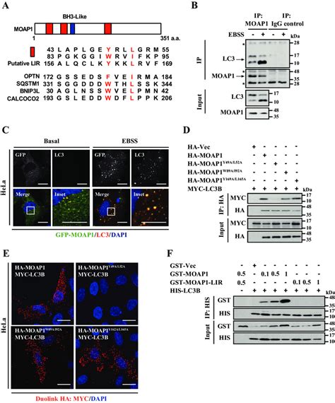 Moap1 Is A Lc3 Binding Protein A Identification Of Putative Lir