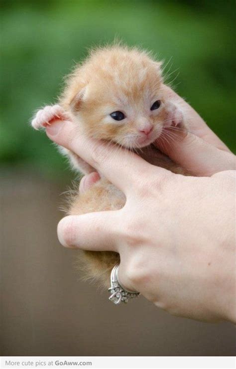 Meet The Tiny Kitten With Hydrocephalus Who Is Thriving After She Had
