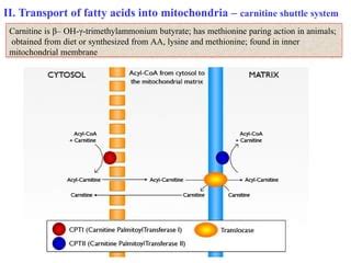 11 Lipid Metabolism And Energy Production Pptpptx