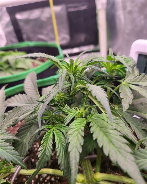 Flower Spacing Grow Question By Midwestxmayhem Growdiaries